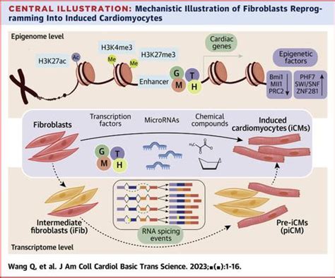 心脏修复中的成纤维细胞重编程 Jacc Basic To Translational Science X Mol