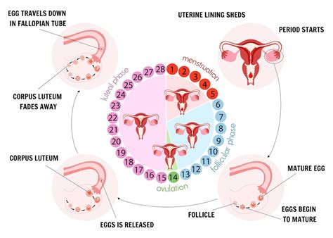 Premium Vector Female Reproductive System Infographic Stages Of The Menstrual Cycle In Vector