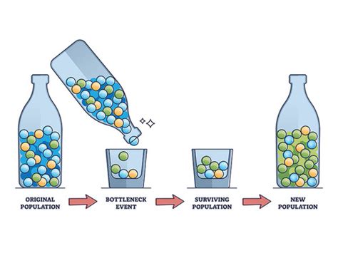 Genetic Drift Flashcards Quizlet