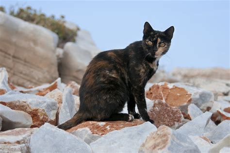 Cat Coat Colours And Patterns Choosing The Right Cat For You Cats
