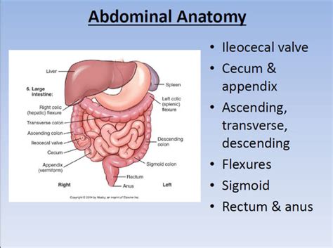 Bacon Quiz 5 Abdominal Flashcards Quizlet