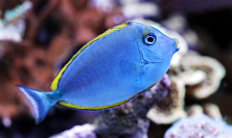 Naso Elegans Monaco Nature Encyclopedia