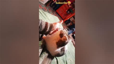 Миний муурнууд хөөрхөн шүү🥰 Youtube