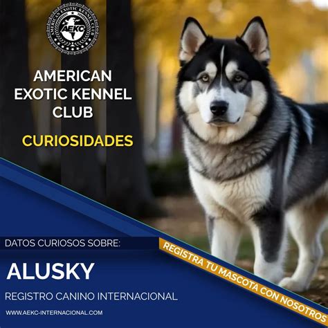 American 🅲🆄🆁🅸🅾🆂🅸🅳🅰🅳🅴🆂 🤓🤔🤔 🐾origen Del Perro Alusky 👉🏻el Perro Alusky
