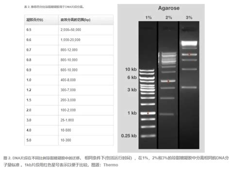 核酸电泳 如何选择琼脂糖和丙烯酰胺凝胶 哔哩哔哩
