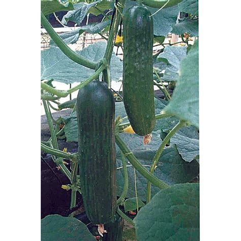Cucumber Slicing Dpseeds