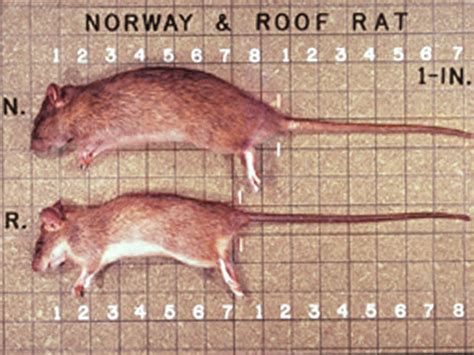 Roof Rat
