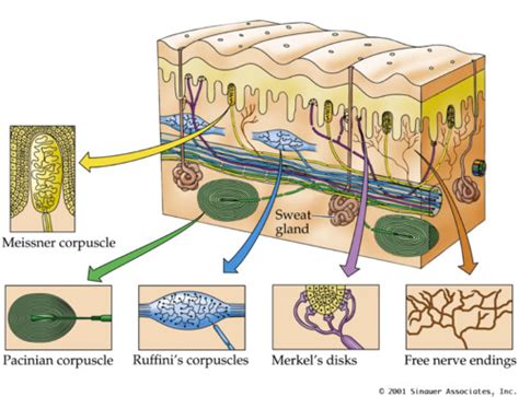 Integumentary System