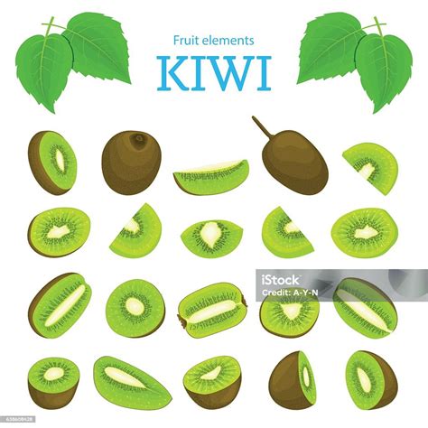 잘 익은 열대 키위 과일의 벡터 세트 키위과일 껍질을 벗기고 조각 0명에 대한 스톡 벡터 아트 및 기타 이미지 0명 갈색 감귤류 과일 Istock