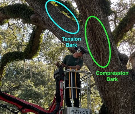 Understanding Tension Bark And Compression Bark On Trees