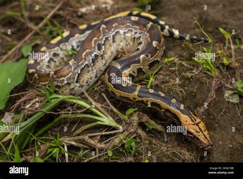 Borneo Short Tailed Blood Python Snake Python Curtus Breitensteini On