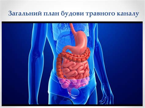 Презентація Будова травної системи людини