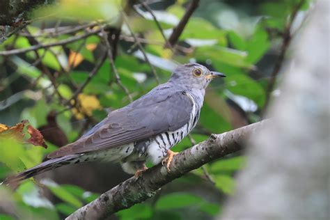 ホトトギスツツドリ 日本の野鳥識別図鑑