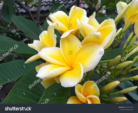 Detail Gambar Bunga Bali Koleksi Nomer 4