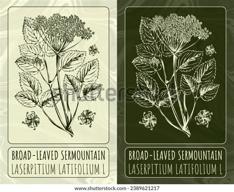 Pollination Plants Cover Page Over 3 Royalty Free Licensable Stock