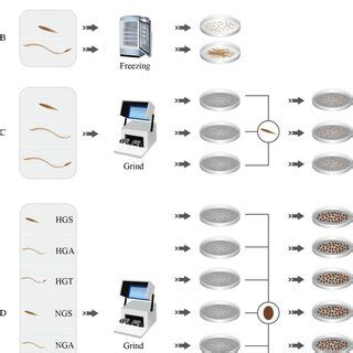 Seed Germination Test Process A B C And D Represent Four Germination Download Scientific