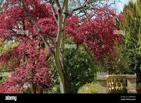 Trees That Bloom Red In Spring In A Suburban Botanical Garden Stock Photo Alamy