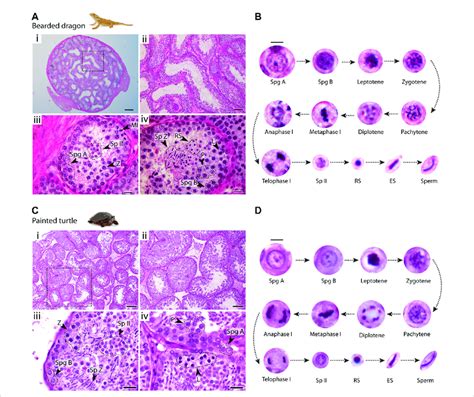 Testis Histology Histological Cross Sections Of Seminiferous Tubules Download Scientific
