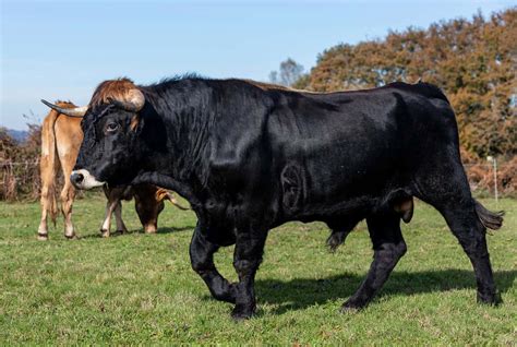 Sfondi Grano Duro Bull Wild Bull Bucking A Bucket Hd Wallpaper