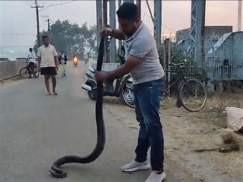 8 Feet Python Trapped In Fishing Net Python Was Stuck In The Canal Of
