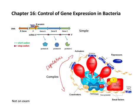 MBG F Control Of Gene Expression In Bacteria Chapter