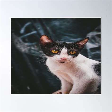 Black And White Cat Poster Wall Art Modern Wall Decor 24x36 Unframed