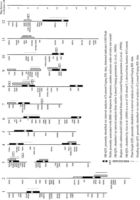 Estimated Location Of Rice Quantitative Trait Loci Qtls Affecting