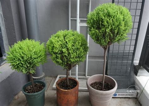 율마 키우기 키우는법 외목대 가지치기 분갈이 순따기 갈변 네이버 블로그