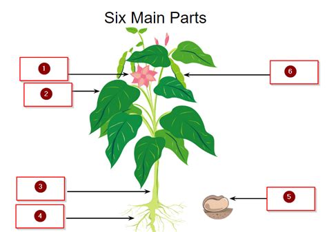 Plant Parts And Growth Diagram Quizlet