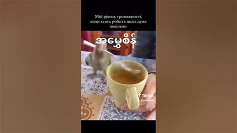 အမွှေစိန် Youtube