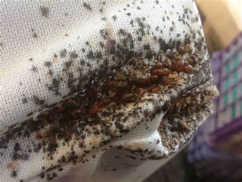 What Do Bed Bugs Look Like The Pest Advice