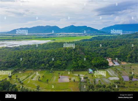 Aerial View Of Fresh Green And Yellow Rice Fields And Palmyra Trees In