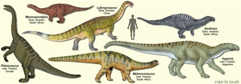 Bio113 Sauropodomorphs