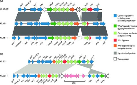 Example K Locus Structures And Comparisons Cdss Are Represented As