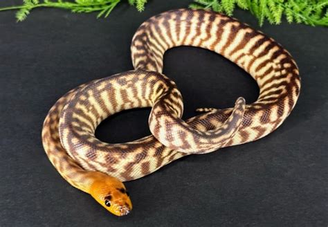 Female Woma Python By Southern Scales Exotics