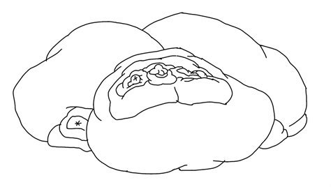 Blob Base By Mayedalten2024 On Deviantart