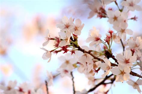 ピンク色の桜の花弁と水色の空の背景の写真フリー素材大きいサイズ