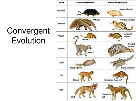 Convergent Evolution
