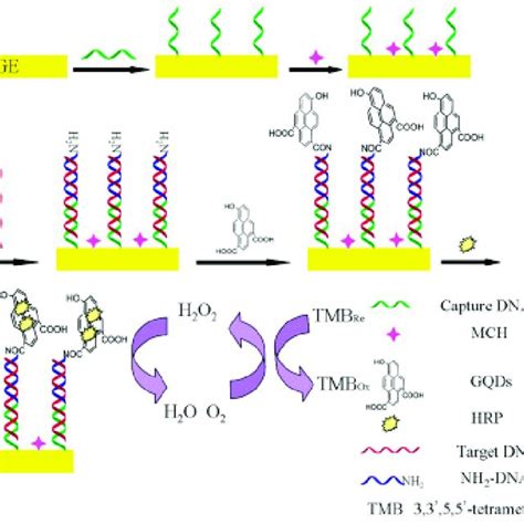 Schematic Representation Of A Synthesis Of Rgo Au Nanocomposite And Download Scientific