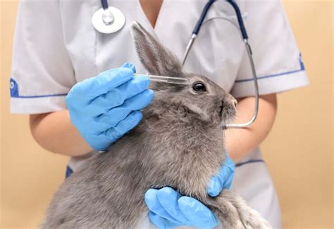 Conjuntivitis En Perros Causas Y Tratamiento Mivet