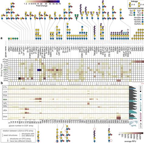Summary Of Lectin Binding To Liga Composed Of 66 Different Glycophage