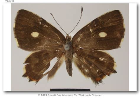 Anteros Lectabilis Type Specimens