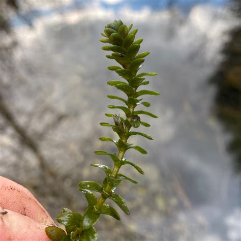 Elodea Canadensis