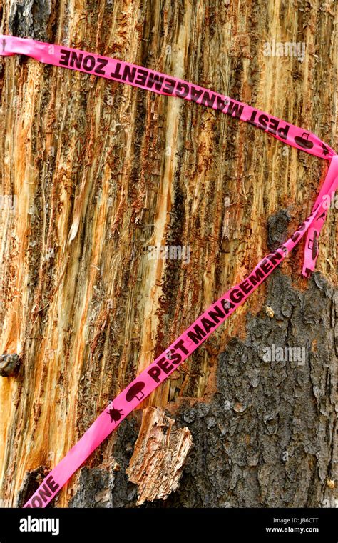 Infested Tree Bark Hi Res Stock Photography And Images Alamy
