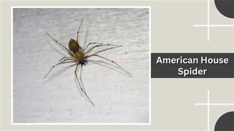 20 Types Of Common Spider In House Identification With Picture