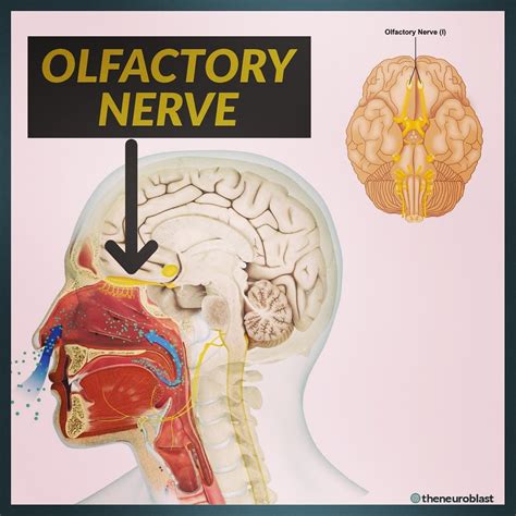 Location Of Olfactory Cranial Nerve