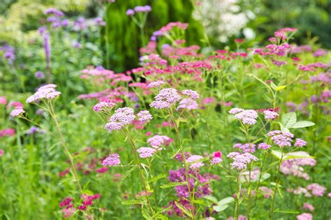 아침고요수목원 수백개의 꽃송이가 모여 피어나는 아름다움 수목원 여러 정원에서