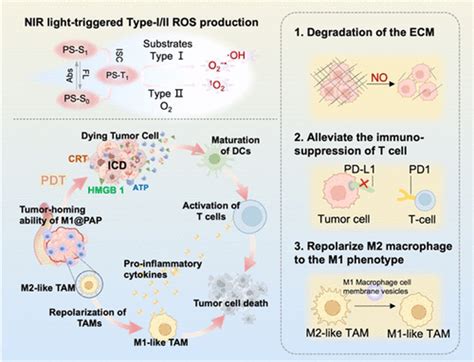 Nitric Oxide Producing Multiple Functional Nanoparticle Remodeling