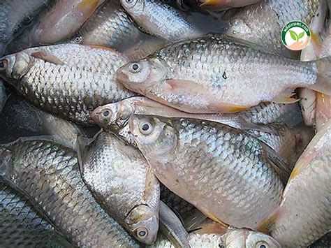 การเลี้ยงปลาตะเพียนขาว ได้ผลผลิตปลาตะเพียนขาวช่วยเพิ่มคุณภาพชีวิตให้กับเกษตรกรผู้เลี้ยงปลาได้