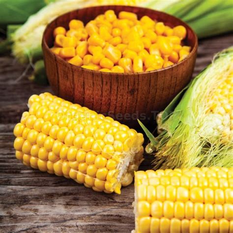 Bonduelle Organic Corn Seeds Shipping Is Free For Orders Over €50